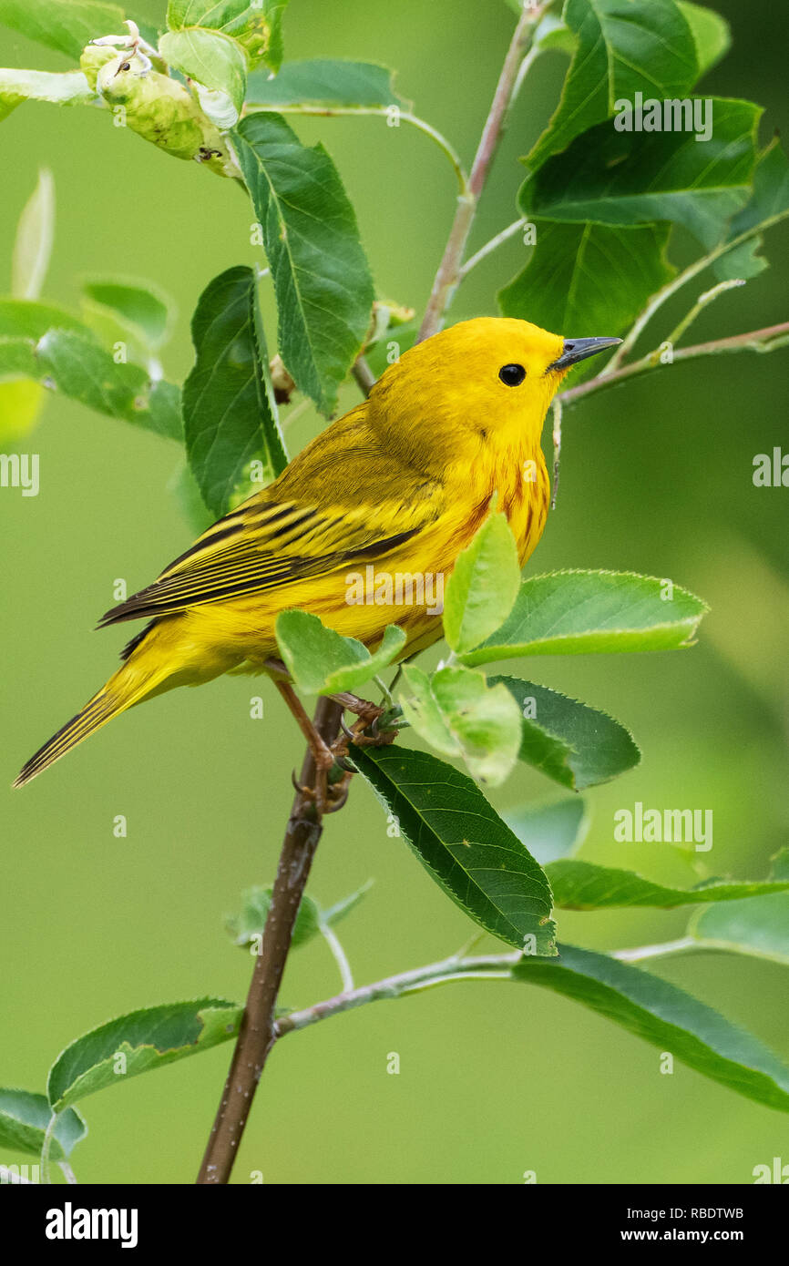 Yellow warbler in spring migration Stock Photo - Alamy