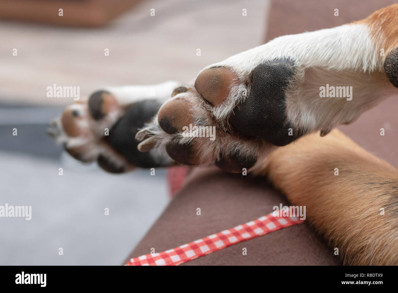 Feet indoor lying legs hi-res stock photography and images - Alamy