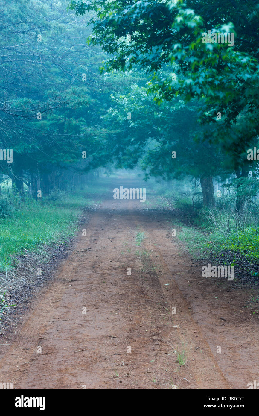 Road lined with trees Stock Photo - Alamy