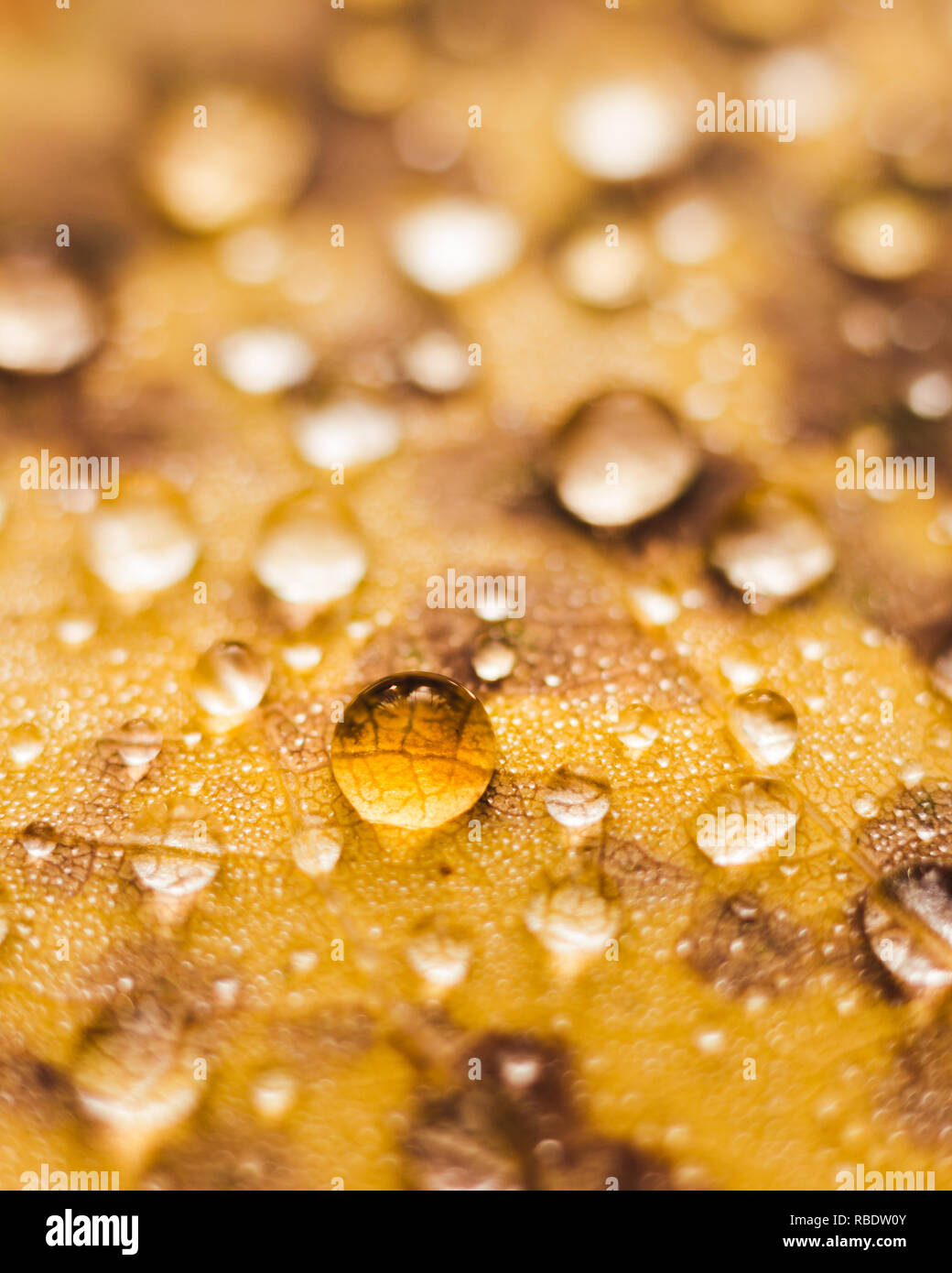 Leaves and waterdrops Stock Photo - Alamy