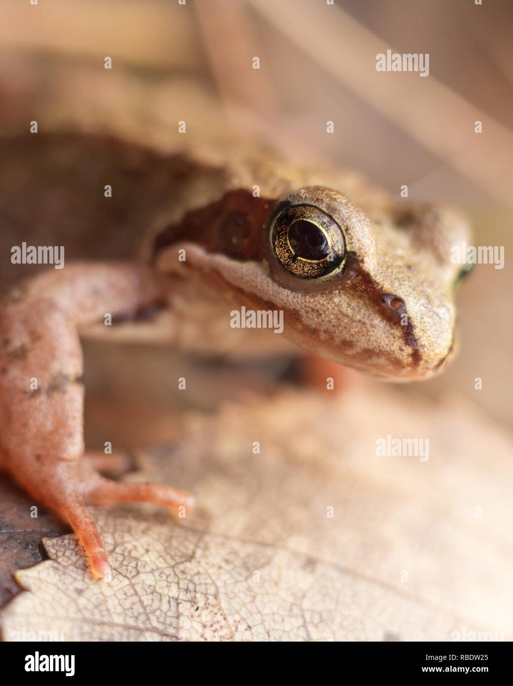 Frog in a close-up Stock Photo - Alamy