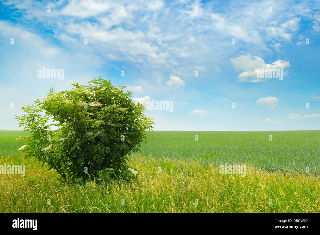 green field, elderberry bushes blooming and blue sky with light clouds ...