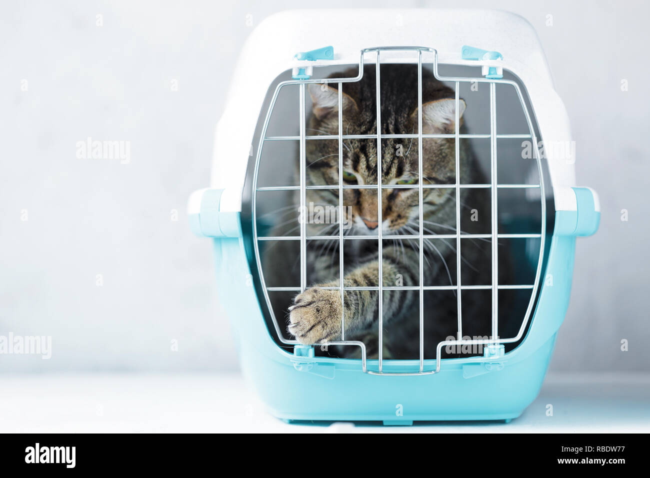 Animal Transport Cage High Resolution Stock Photography and Images - Alamy
