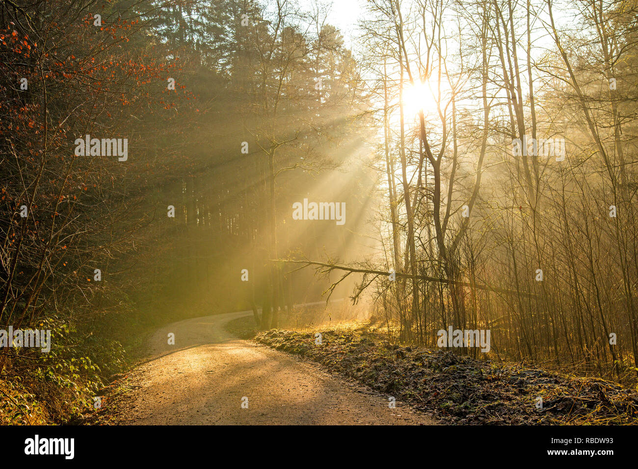 sun rays in a forest Stock Photo - Alamy
