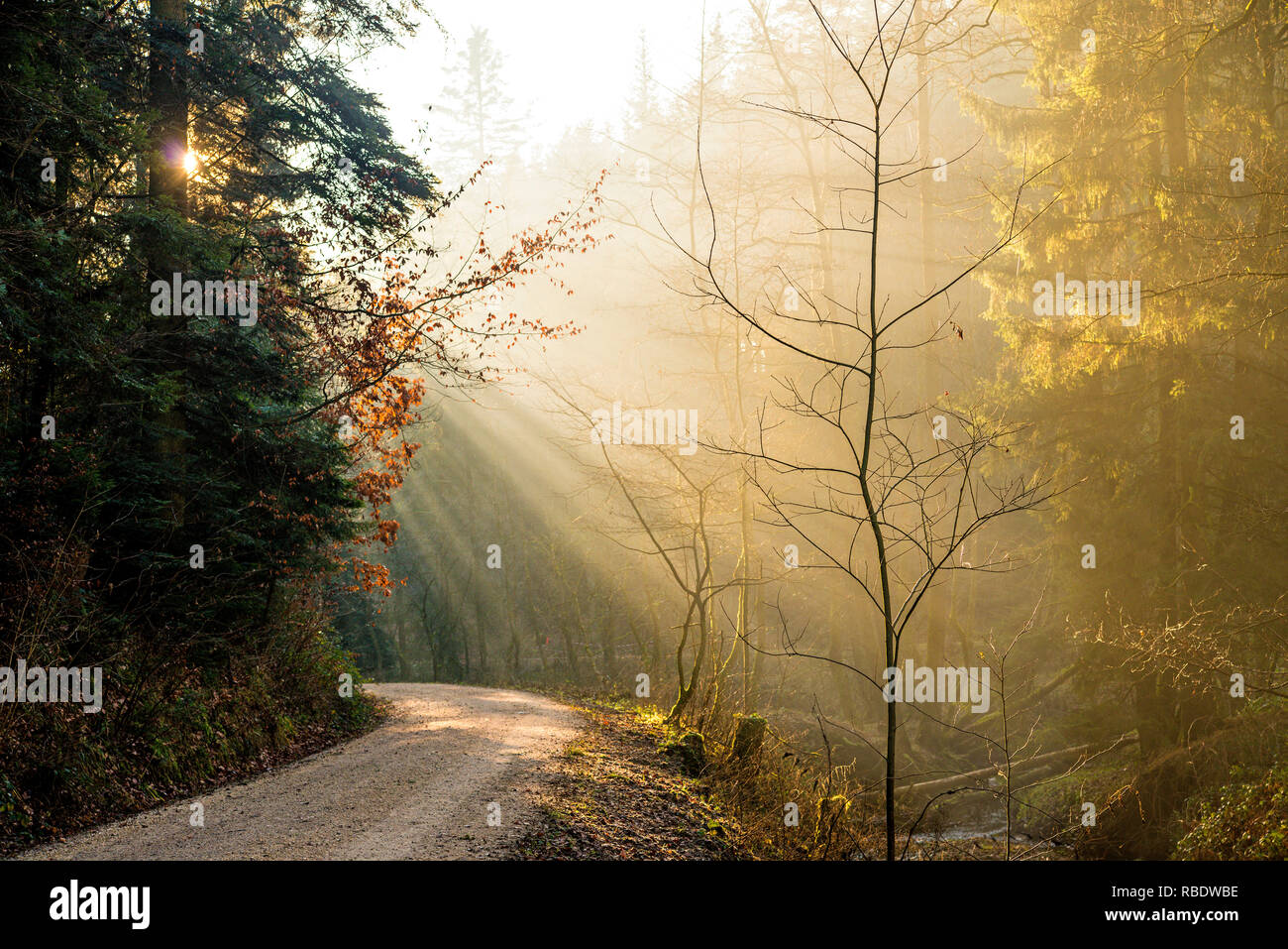 sun rays in a forest Stock Photo - Alamy