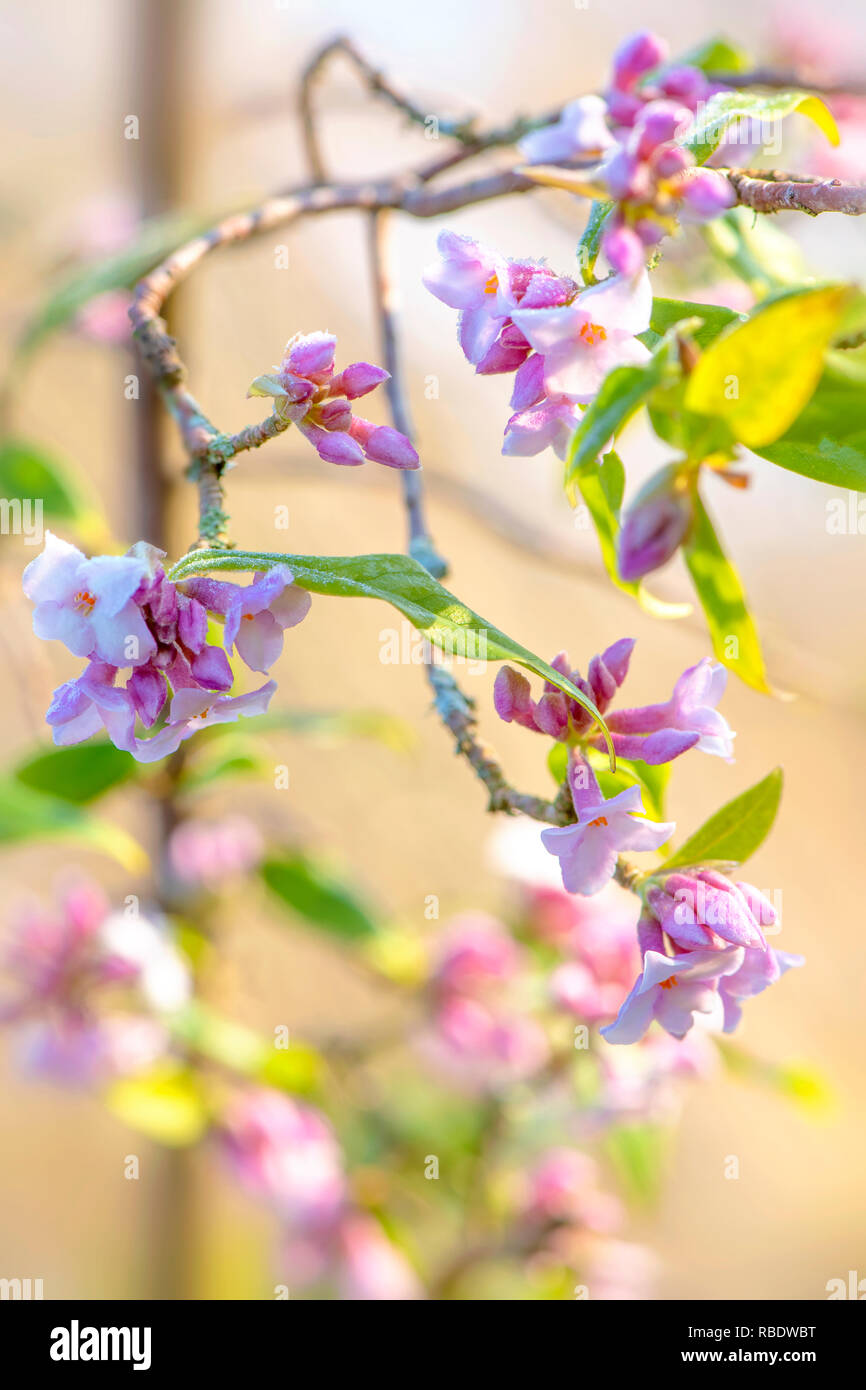 Early flowering stage hi-res stock photography and images - Alamy