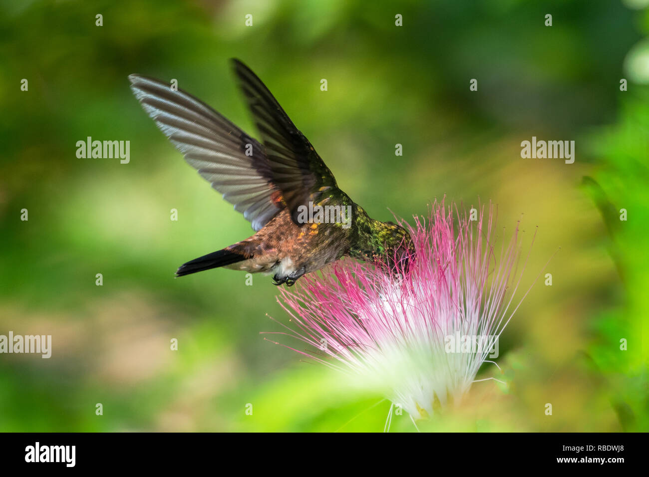 Copper-rumped Hummingbird feeding on a Calliandra tree (powderpuff tree ...
