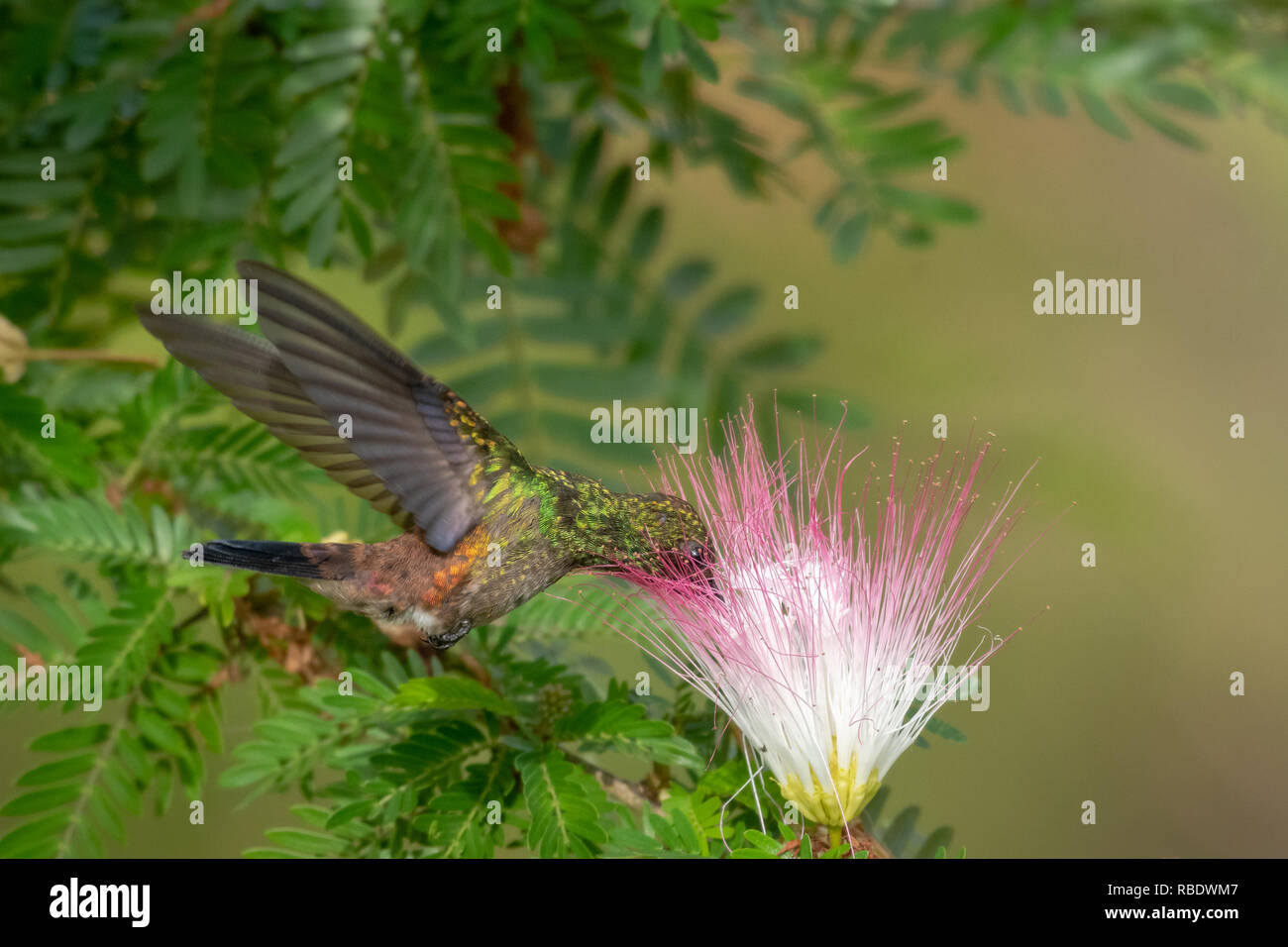 Copper-rumped Hummingbird feeding on a Calliandra tree (powderpuff tree ...