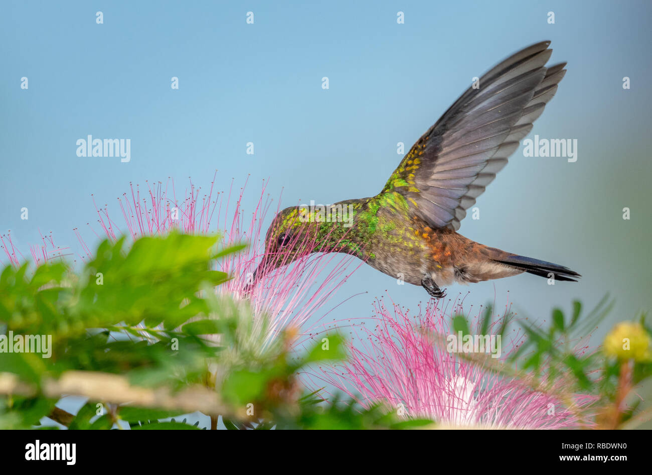Copper-rumped Hummingbird feeding on a Calliandra tree (powderpuff tree ...