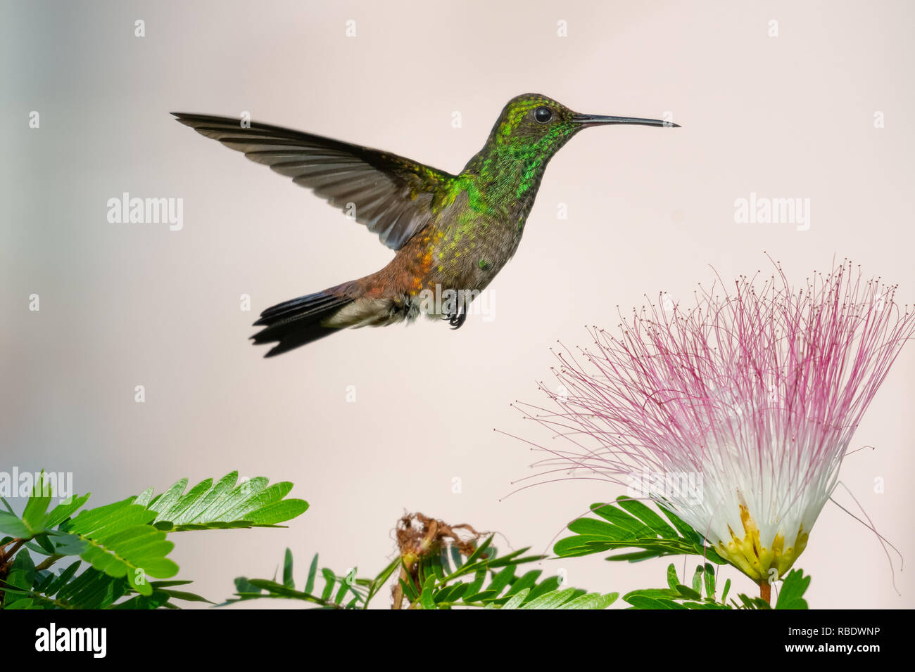 Copper-rumped Hummingbird feeding on a Calliandra tree (powderpuff tree ...