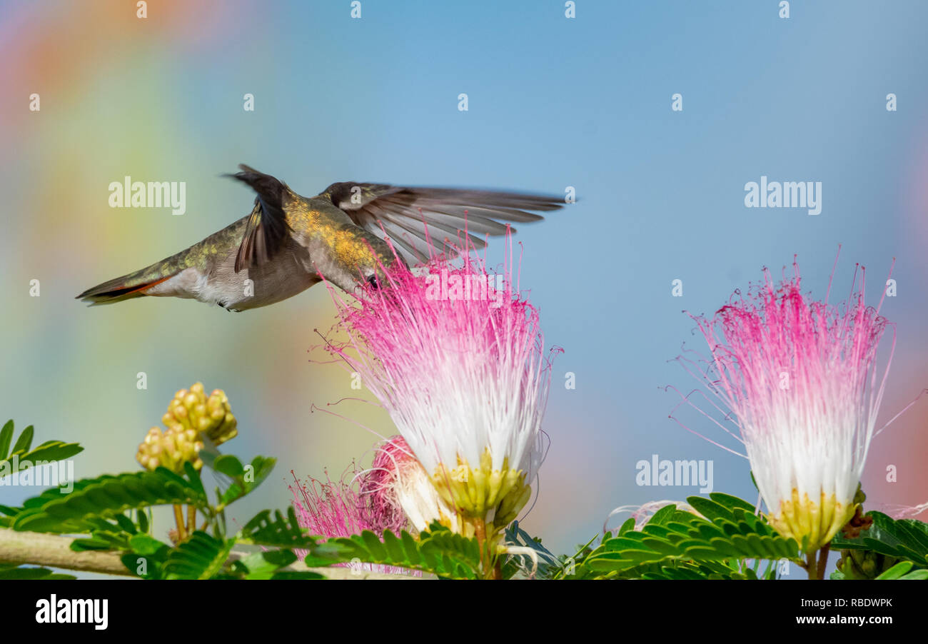 Female Ruby Topaz hummingbird feeding on the Calliandra flowers ...