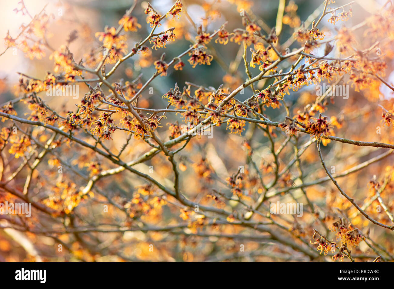 Close-up image of the vibrant coloured, spring/winter flowering ...
