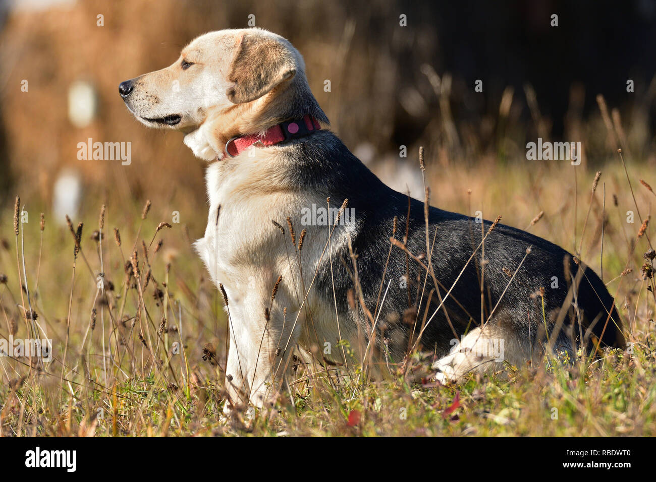 faithful dog waiting for his master at the meadow Stock Photo - Alamy