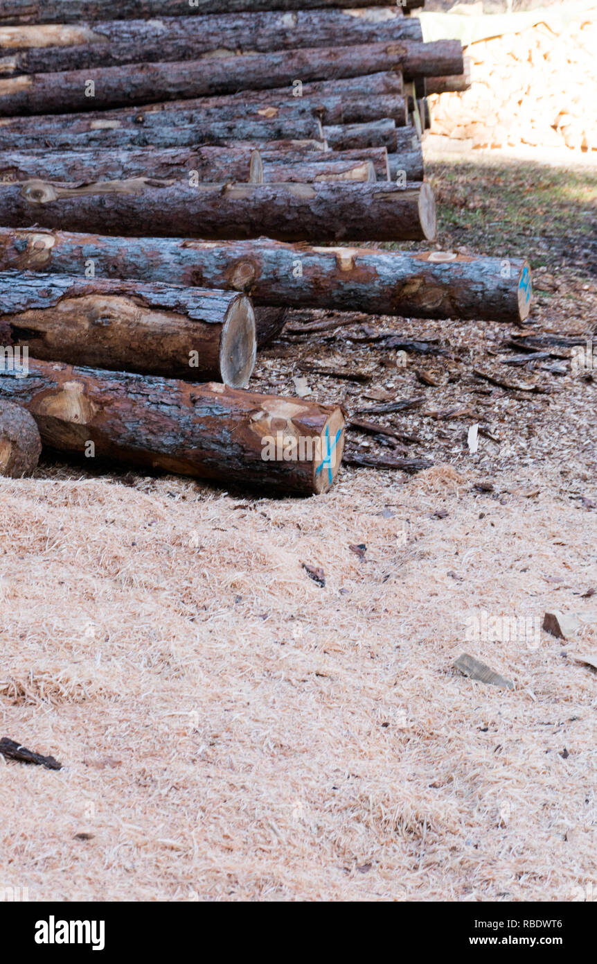 Freshly cut timber hi-res stock photography and images - Alamy
