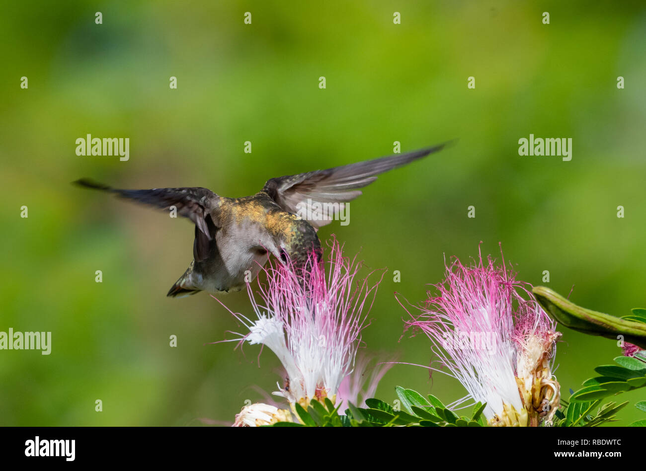 Female Ruby Topaz hummingbird feeding on the Calliandra flowers ...