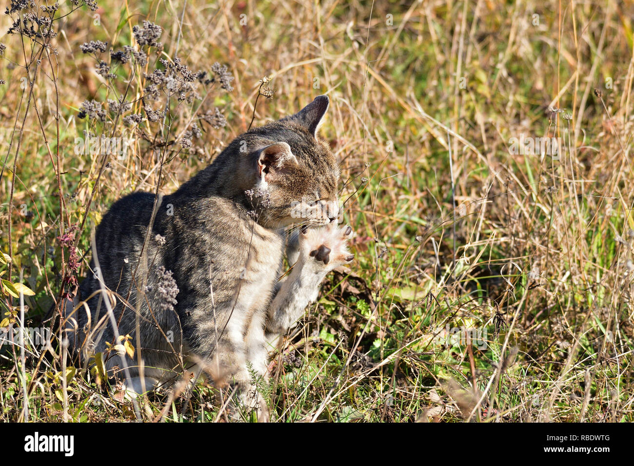 Domestic Cat washes and basking in the sun on the meadow Stock Photo ...