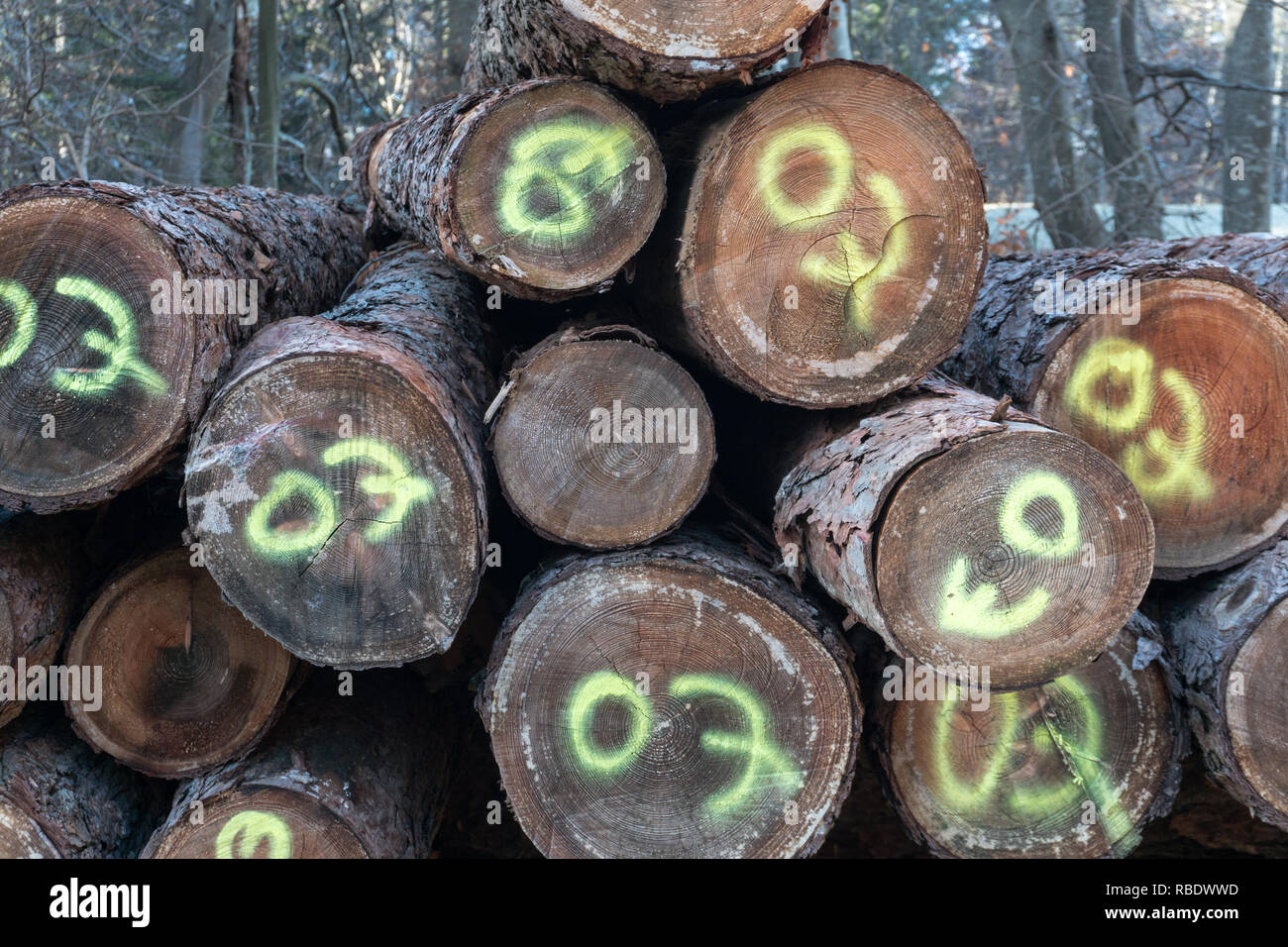 stacks of freshly cut timber and wooden logs marked and ready for ...