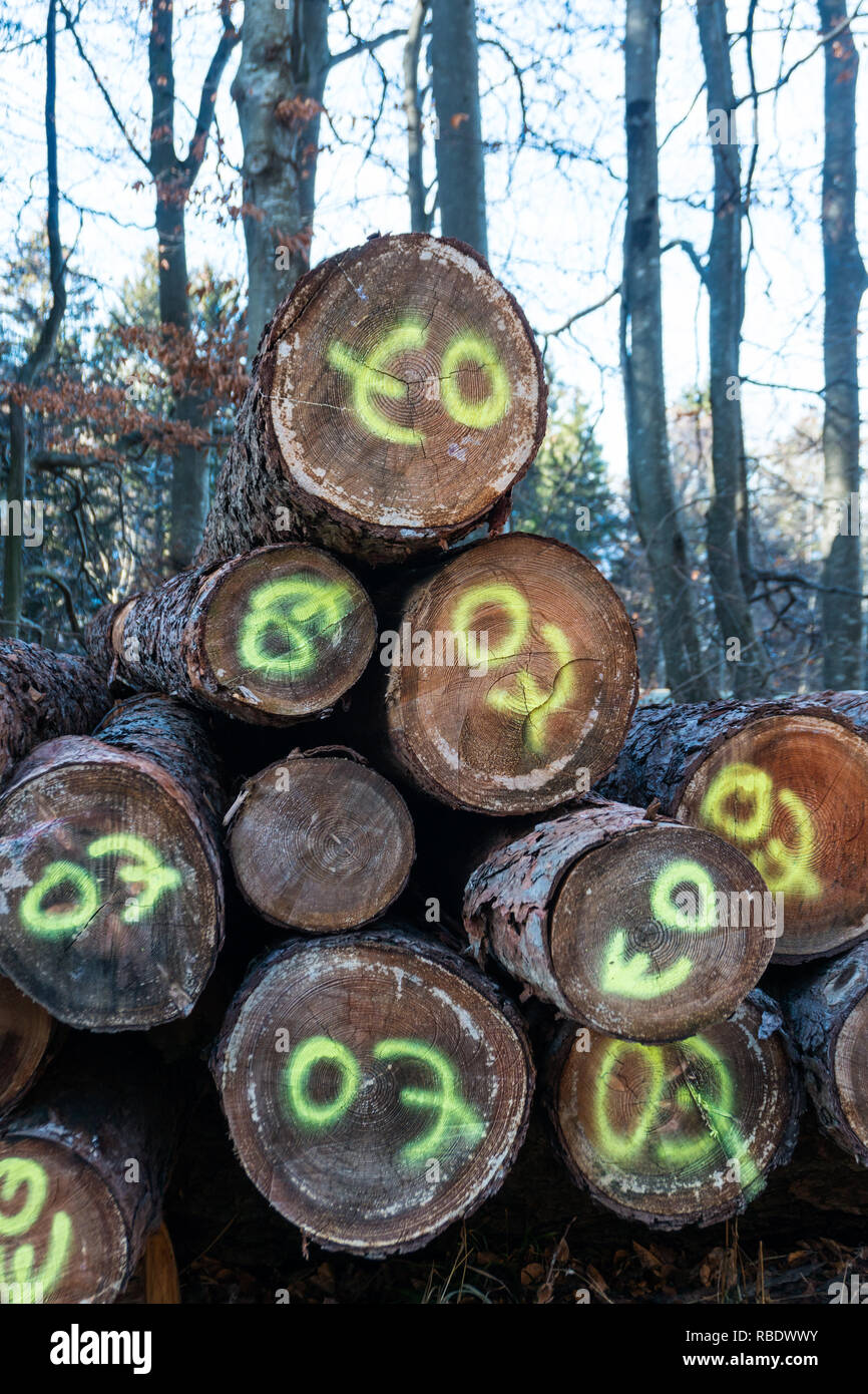 stacks of freshly cut timber and wooden logs marked and ready for ...