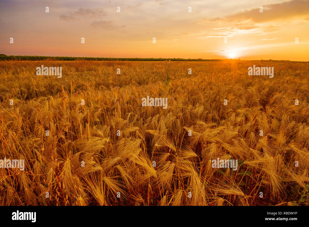 Beautiful barley field in sunset in summer Stock Photo - Alamy