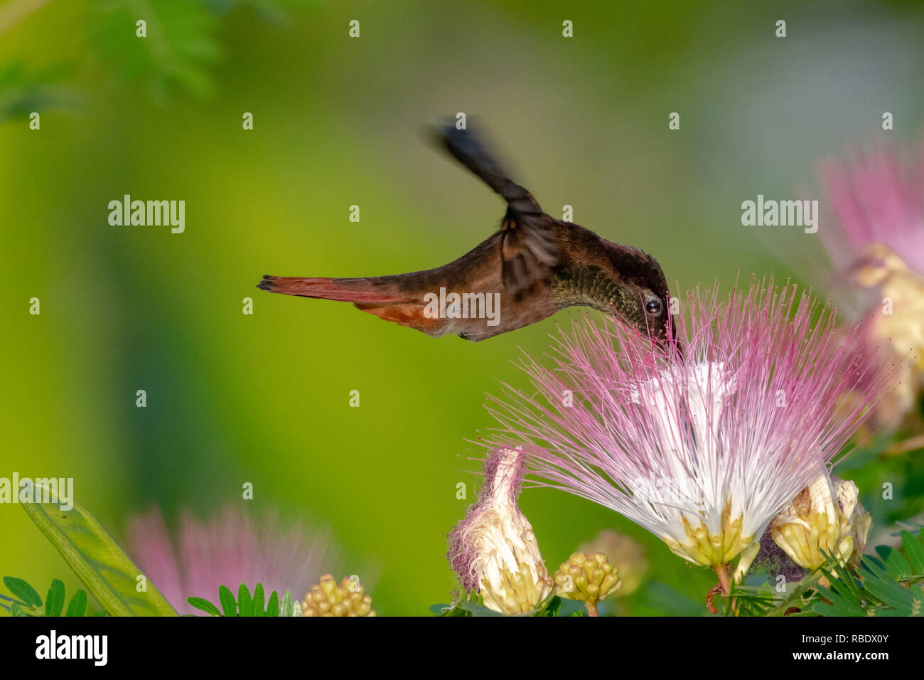 Calliandra flowers hi-res stock photography and images - Alamy