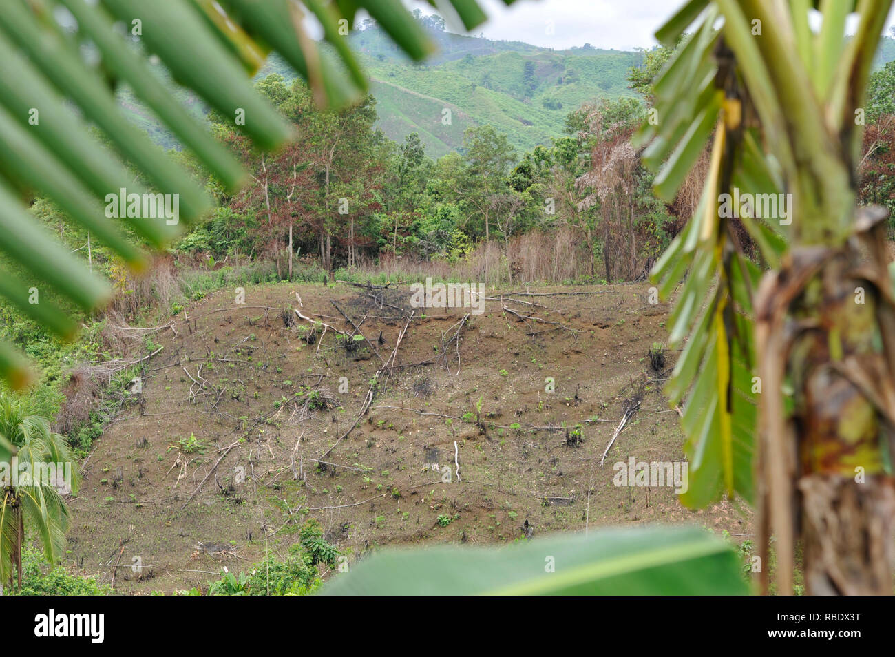 Wide spread forest clearance for the benefit of mankind seems to ...
