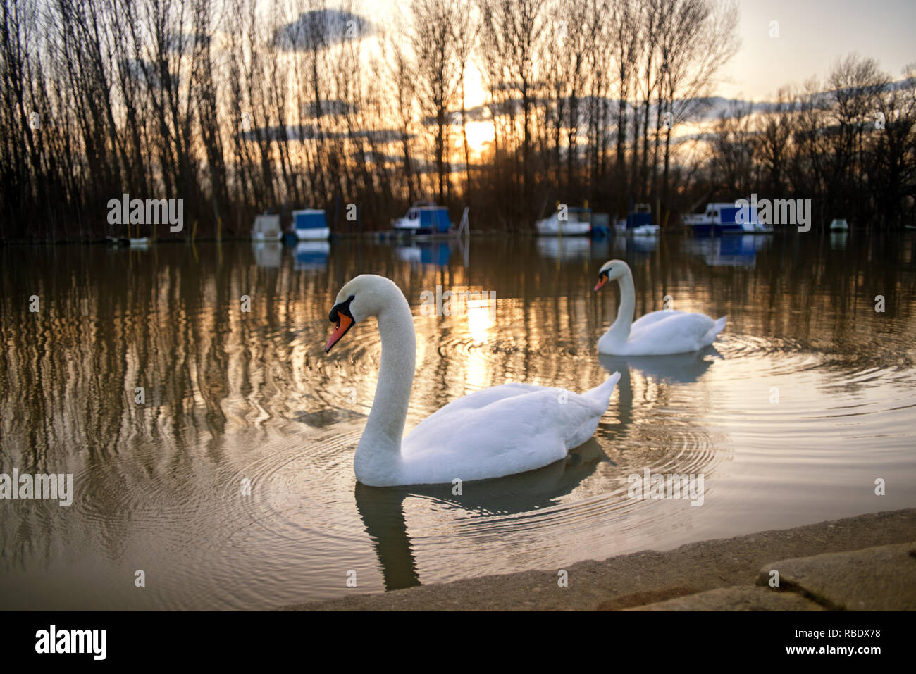 Swans close hi-res stock photography and images - Alamy