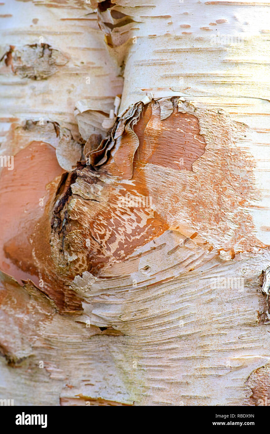 Himalayan birch tree hi-res stock photography and images - Alamy