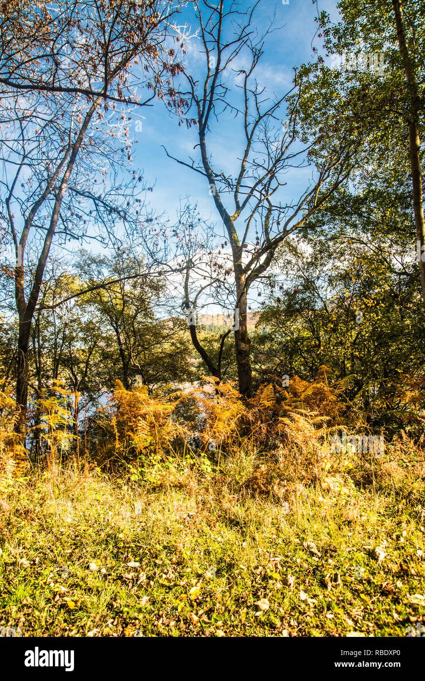 trees in autumn Ray Boswell Stock Photo - Alamy