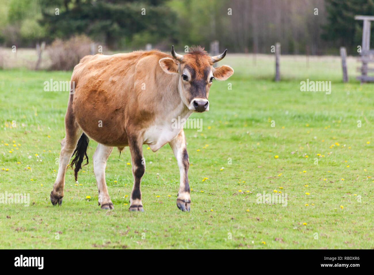 Healthy young Brown Swiss bull in a pasture Stock Photo - Alamy