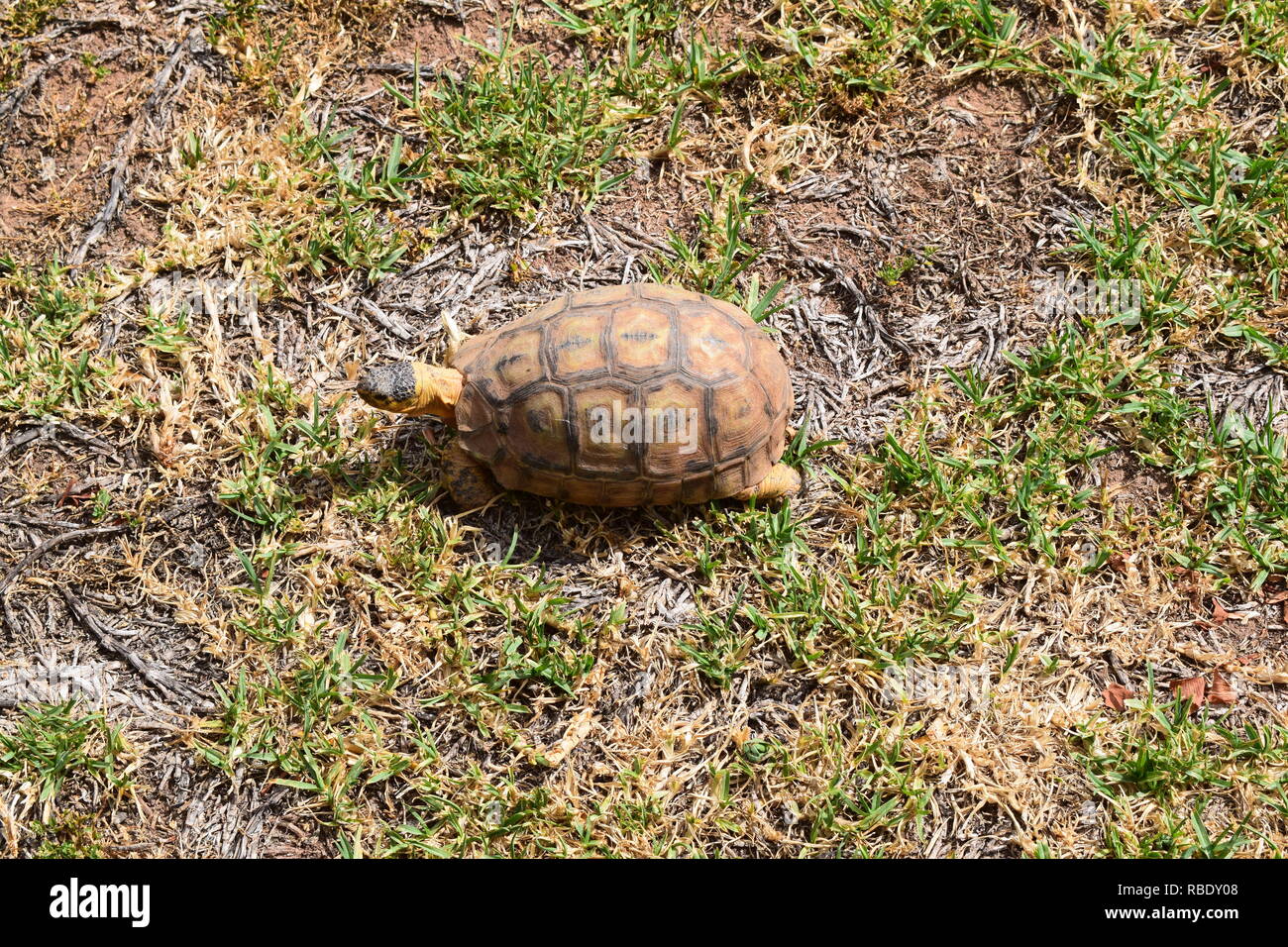 South Africa Turtle Stock Photo - Alamy