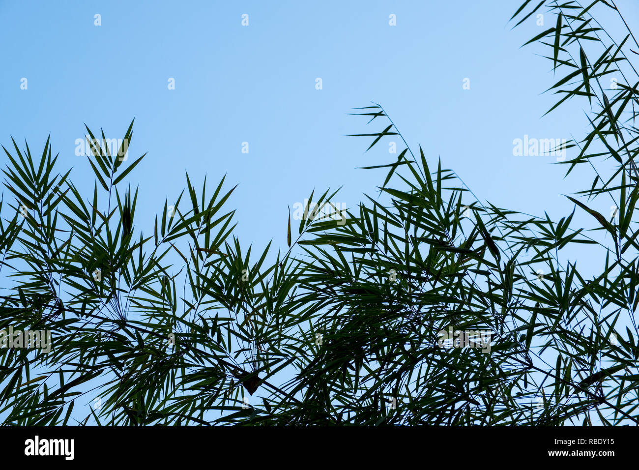 Himalayan Bamboo against a blue sky,Nepal Stock Photo - Alamy