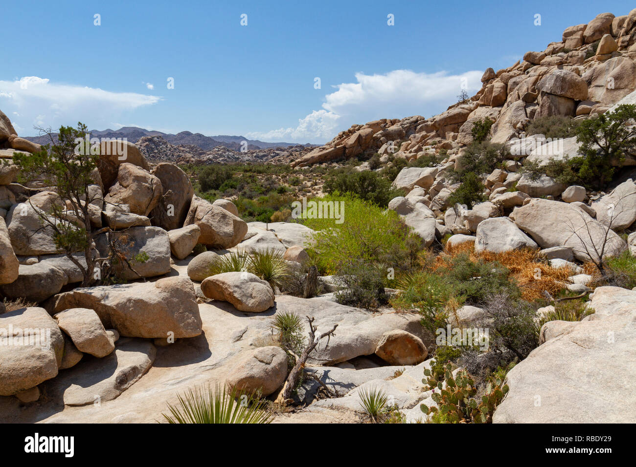 in the Barker Dam area of the Joshua Tree National Park, California ...