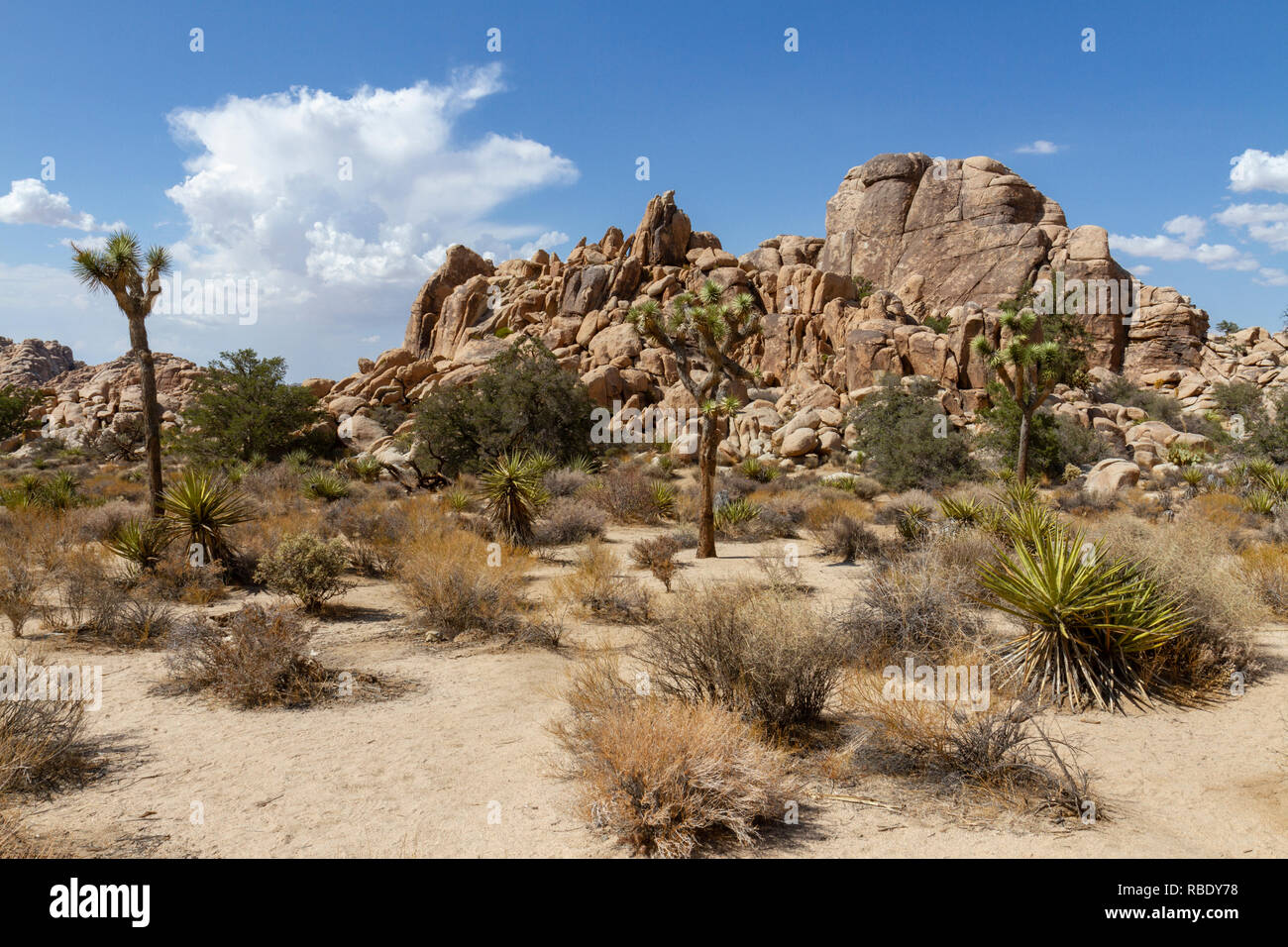 General view in the Barker Dam area of the Joshua Tree National Park ...
