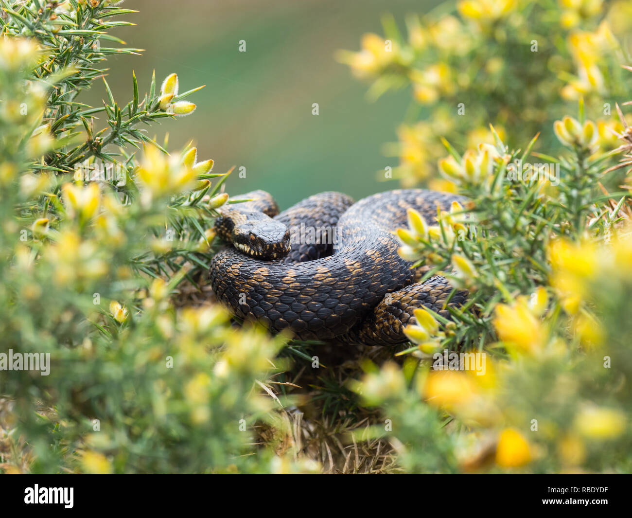 Scale Common European Adder High Resolution Stock Photography and ...