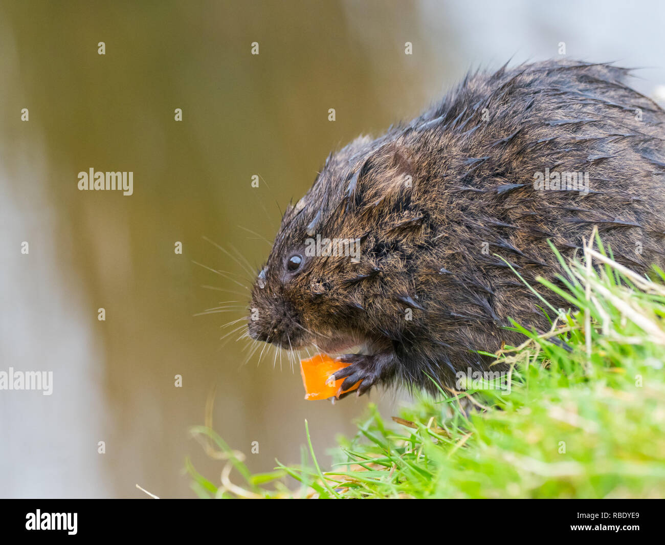 Water Vole Eating on a Bank Stock Photo - Alamy