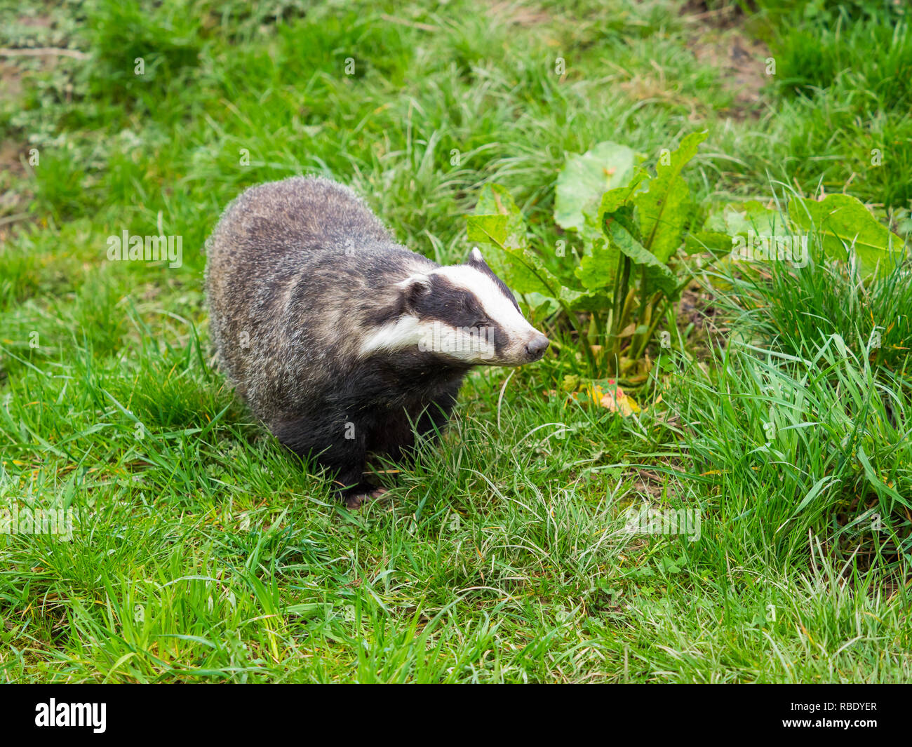 Badger (meles meles Stock Photo - Alamy