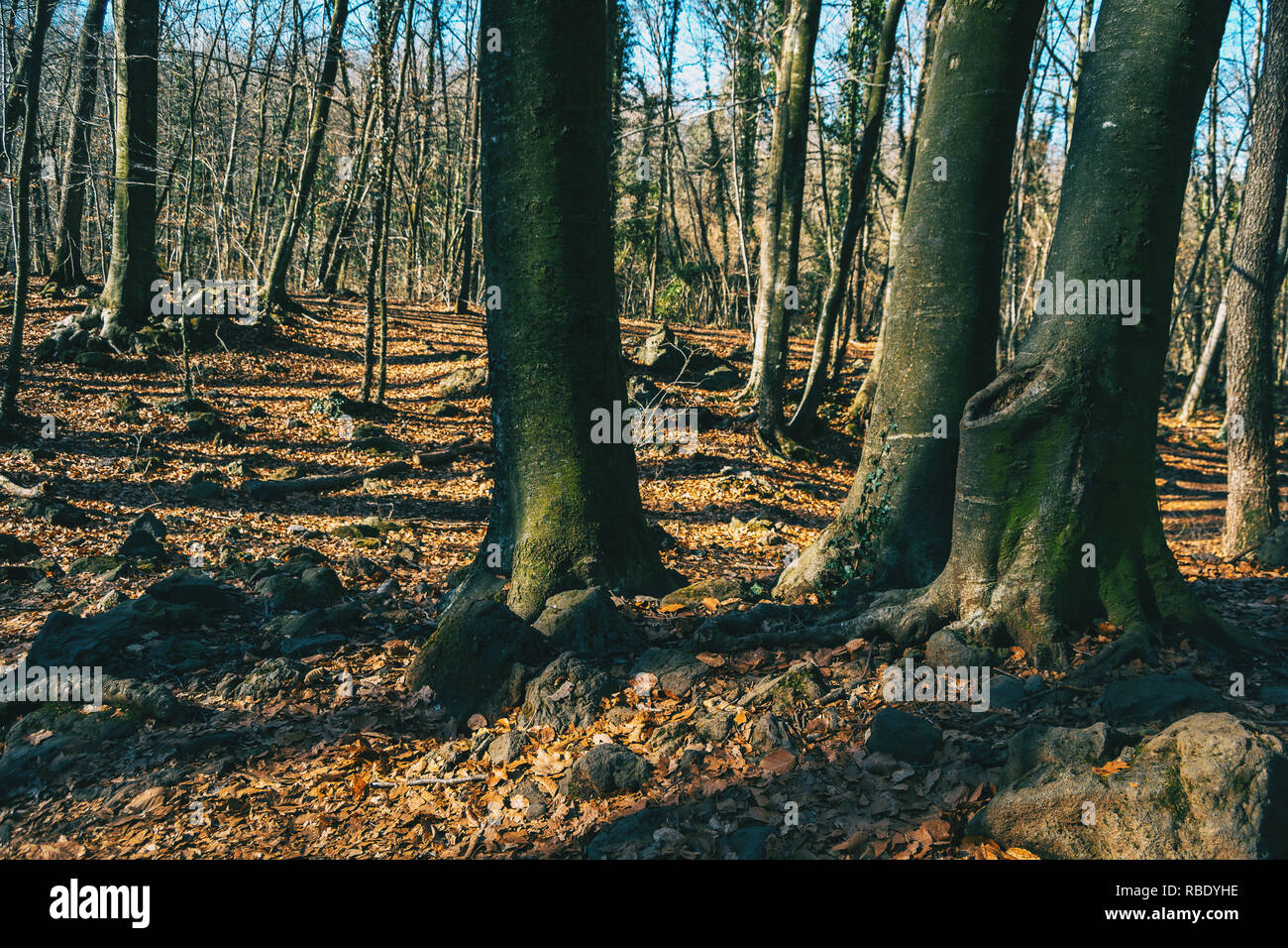 Three trees in an autumnal forest surrounded by a grove of bare trees ...