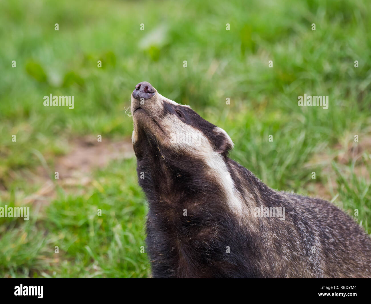 Badger (meles meles Stock Photo - Alamy
