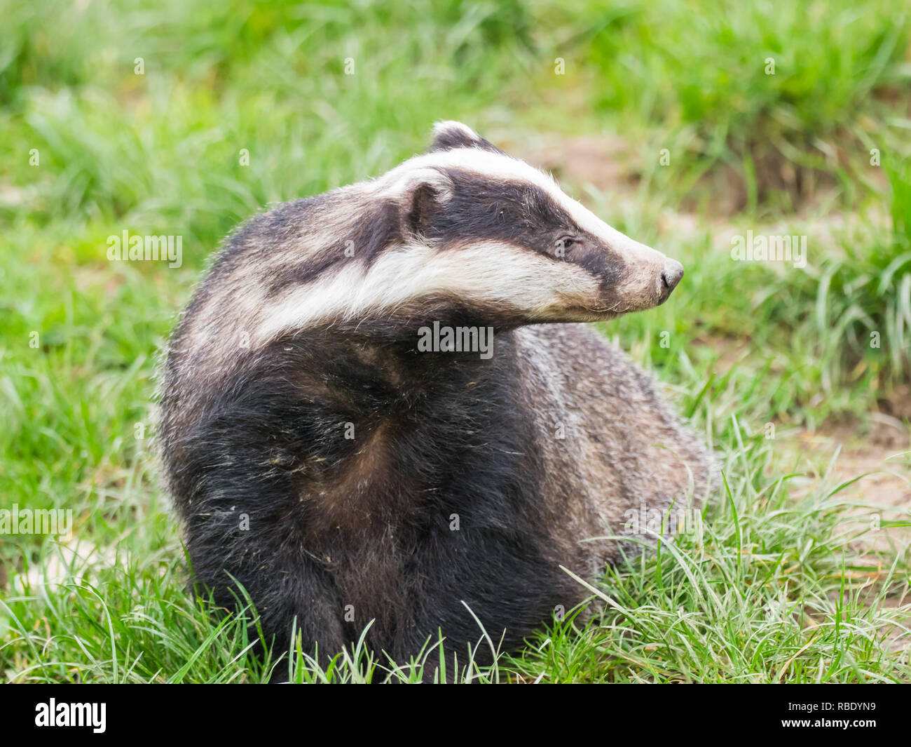 Badger (meles meles Stock Photo - Alamy