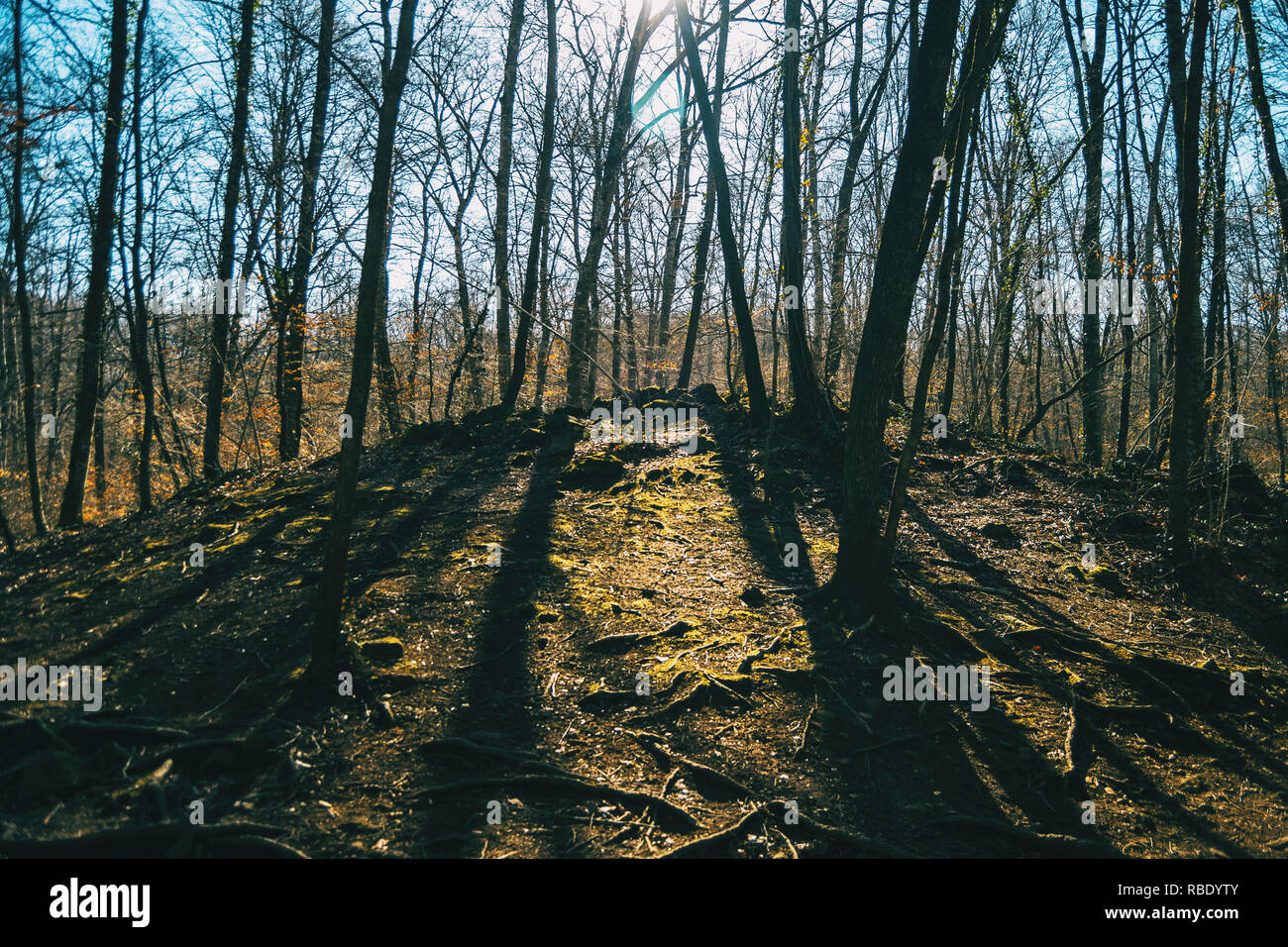 Trees casting their shadow on the ground of an autumn forest Stock ...