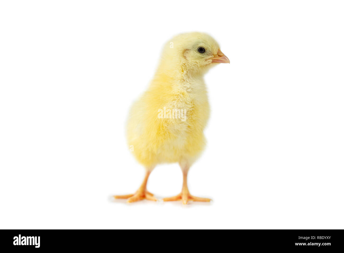 yellow cute chick on a white background isolation Stock Photo - Alamy