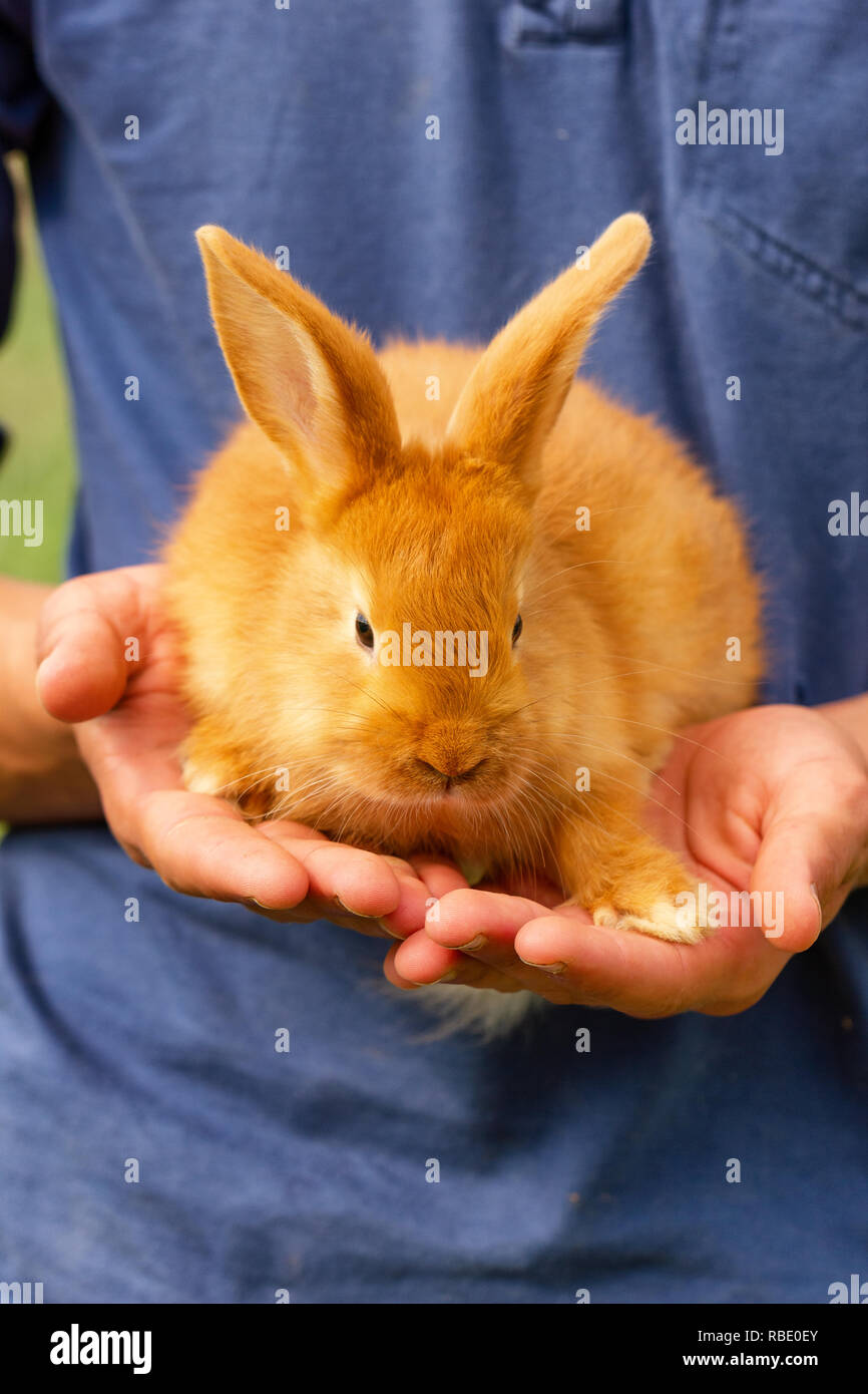 cute red rabbit sitting on his hands Stock Photo - Alamy