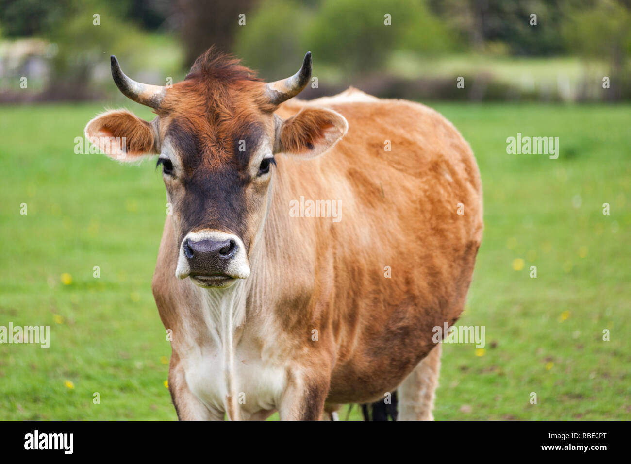 Healthy young Brown Swiss bull in a pasture Stock Photo - Alamy