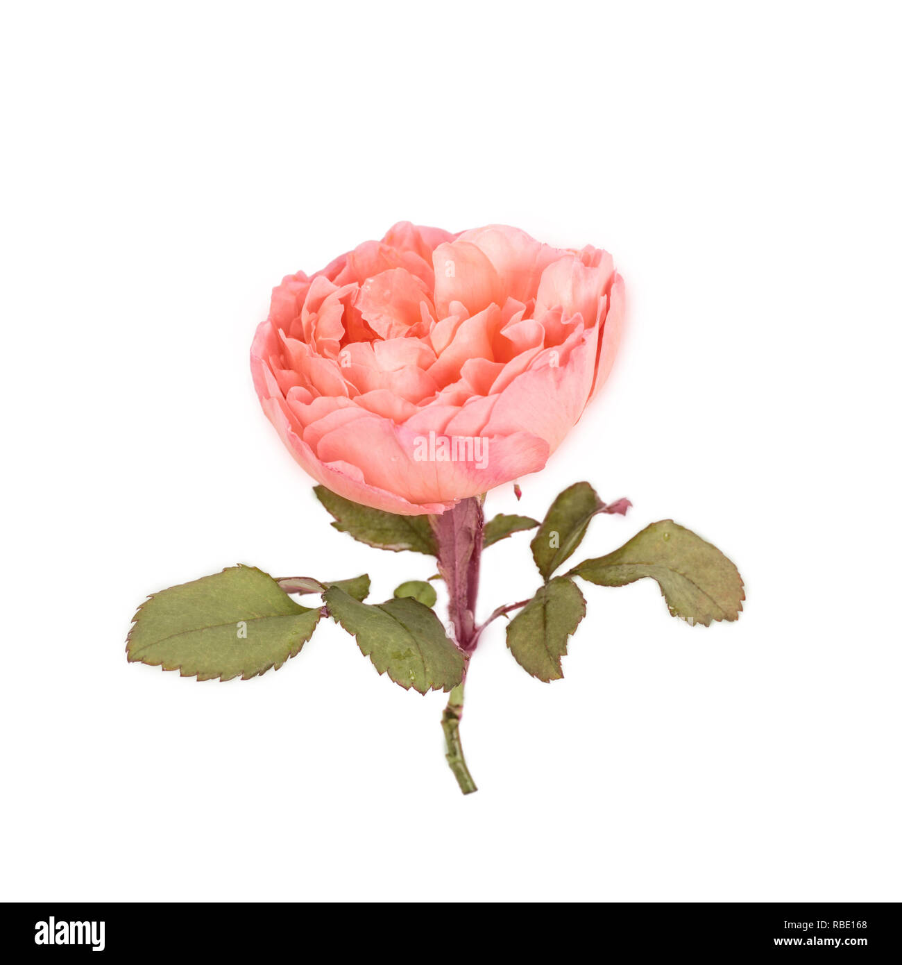 Light pink soft coral Cut Out Stock Images & Pictures - Alamy