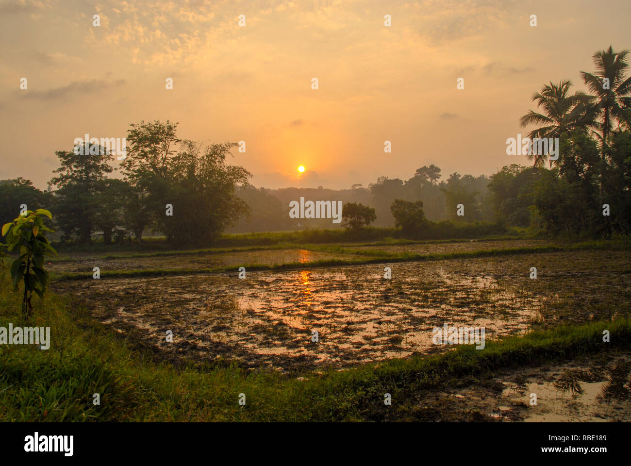 Terraced rice fields sunset hi-res stock photography and images - Alamy