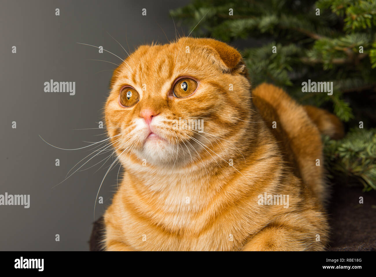 Fold red hi-res stock photography and images - Alamy