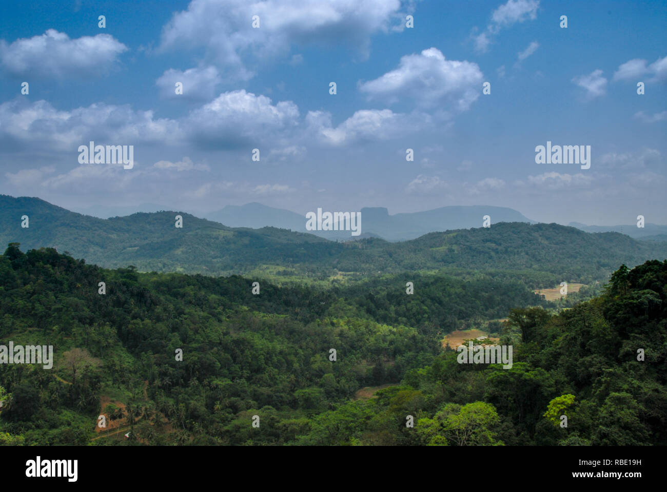 Forest in sri lanka Stock Photo - Alamy