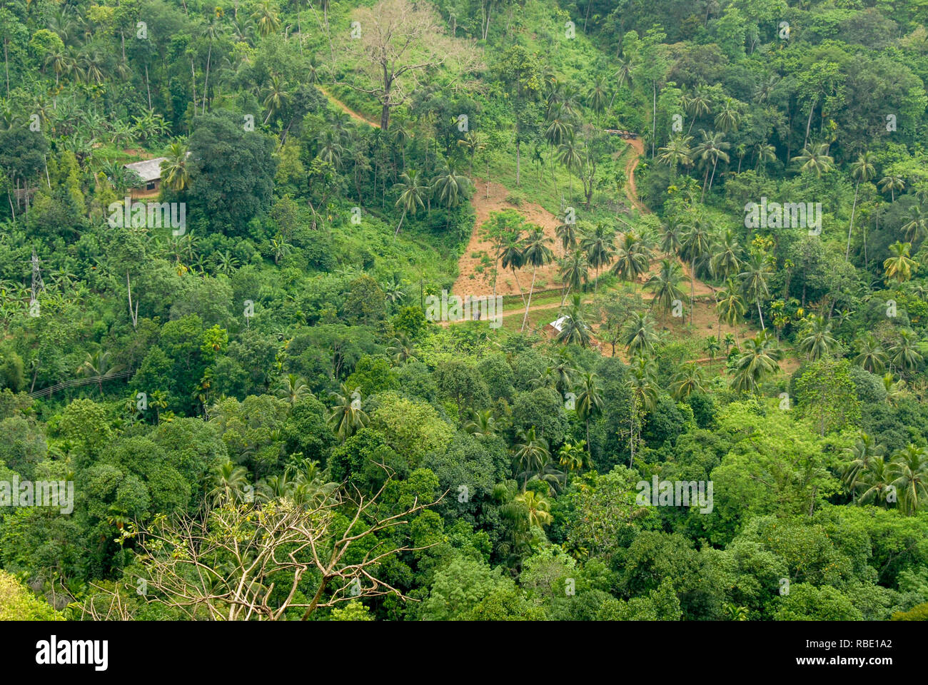 Forest in sri lanka Stock Photo - Alamy