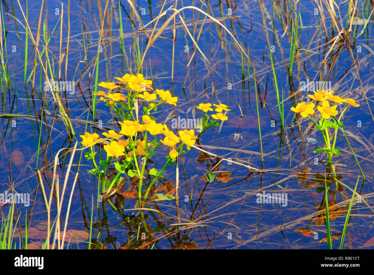 Caltha palustris growing in swamp. Spring flowers. Marsh Marigold ...