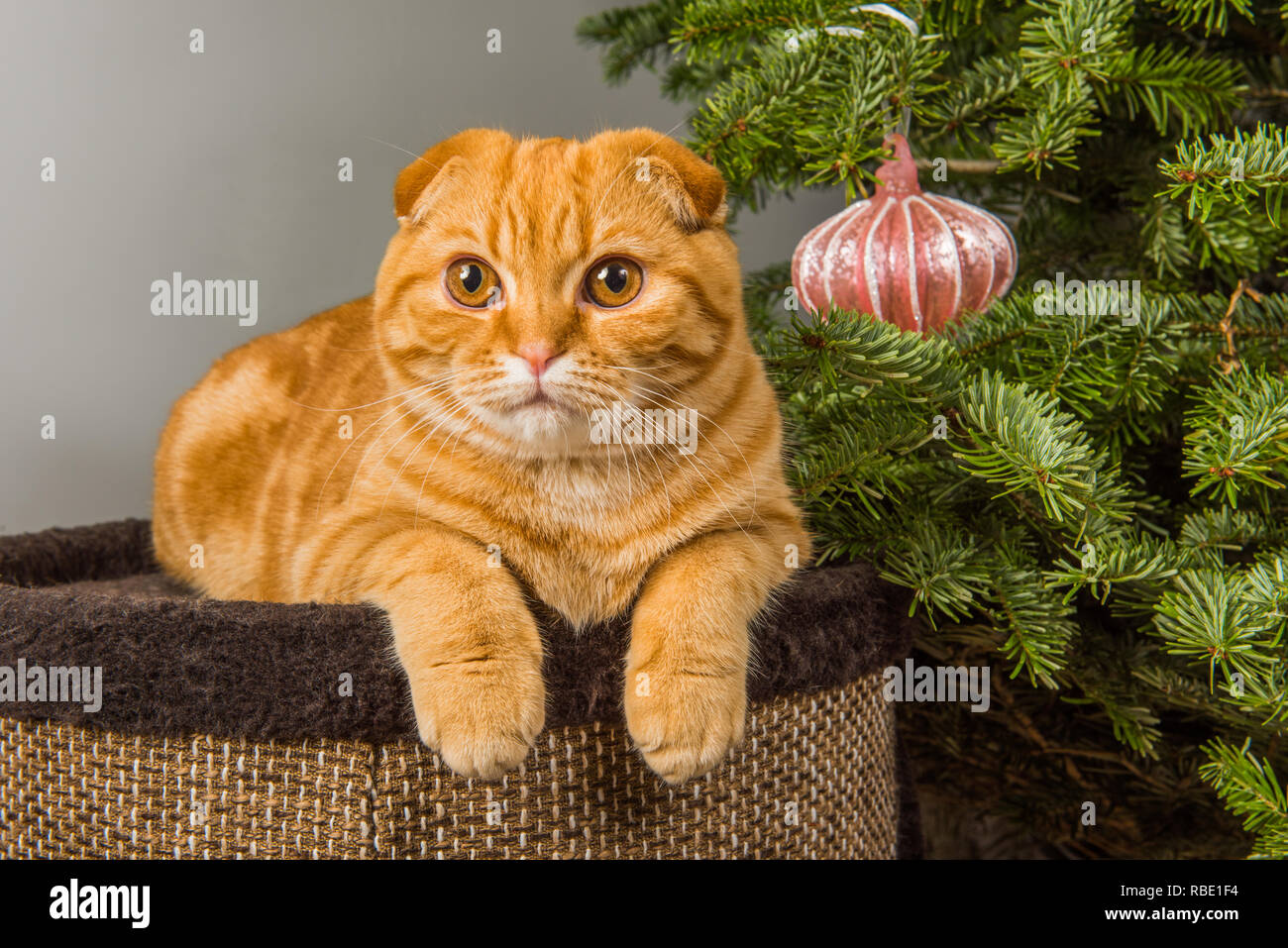 Cute scottish fold kitten waiting hi-res stock photography and images ...